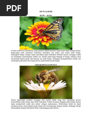 Simbiosis Mutualisme Kupu Kupu Dan Bunga