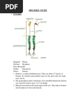 Parts of A Flower Lesson Plan | PDF | Petal | Flowers
