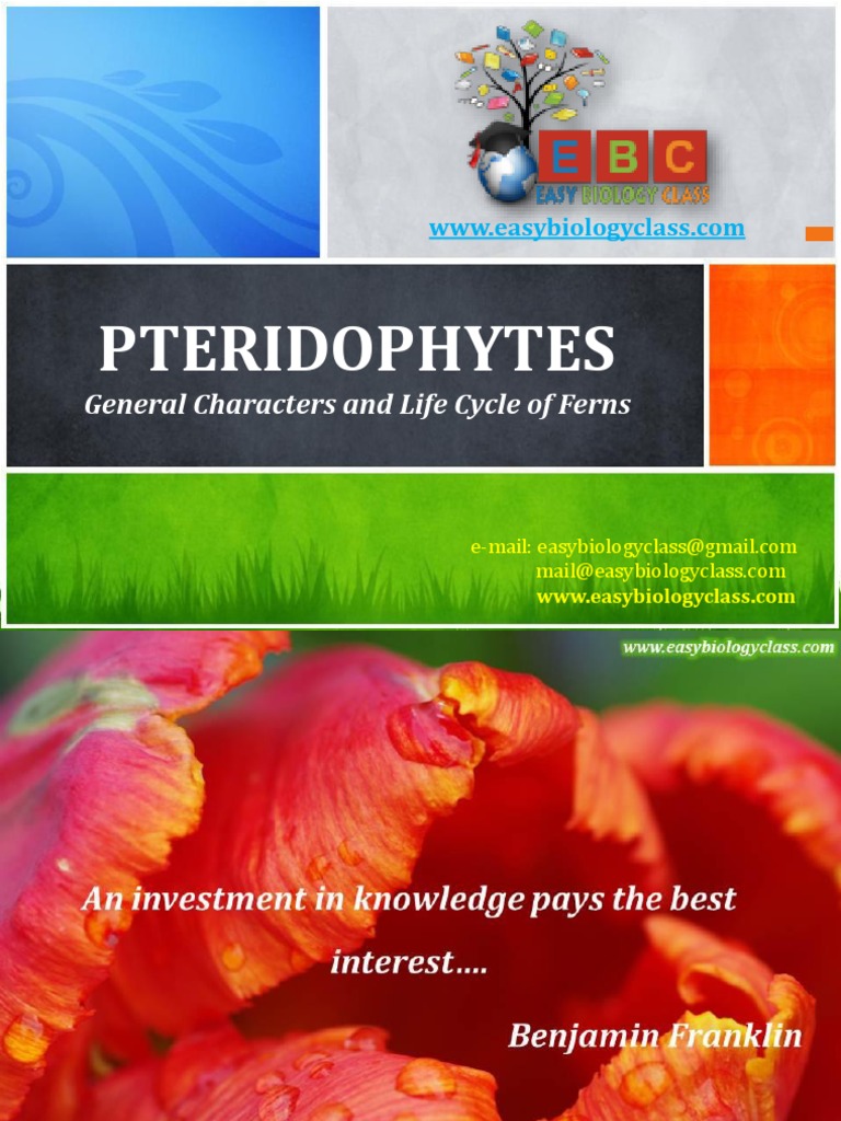 Pteridophytes General Characters PPT by Easybiologyclass | PDF