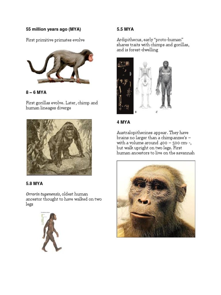 Human Evolution | PDF | Homo | Human Evolution