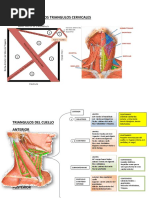 Triangulo de Farabeuf | PDF | Anatomía humana | Cabeza y cuello humanos