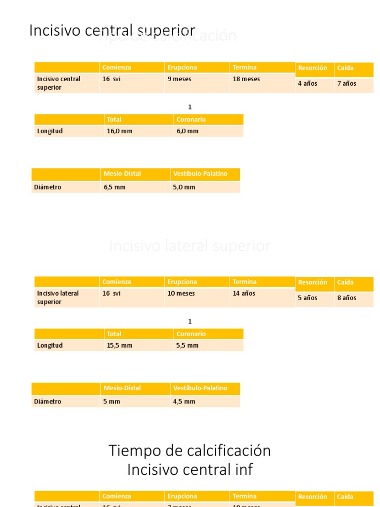 Medidas | PDF | Anatomia dental | Diente