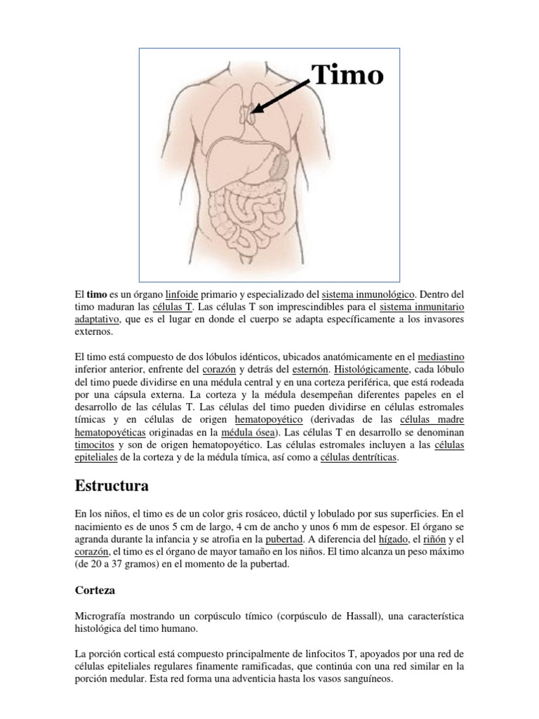 El Timo Es Un Órgano Linfoide Primario y Especializado Del Sistema ...