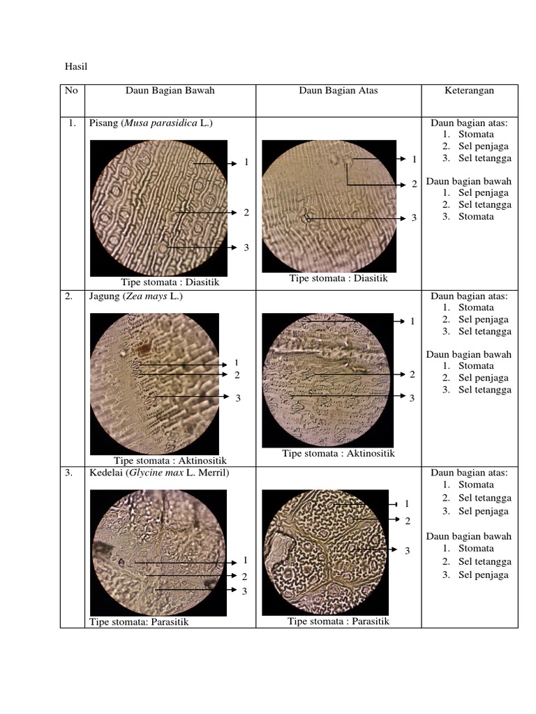 Hasil Stomata | PDF