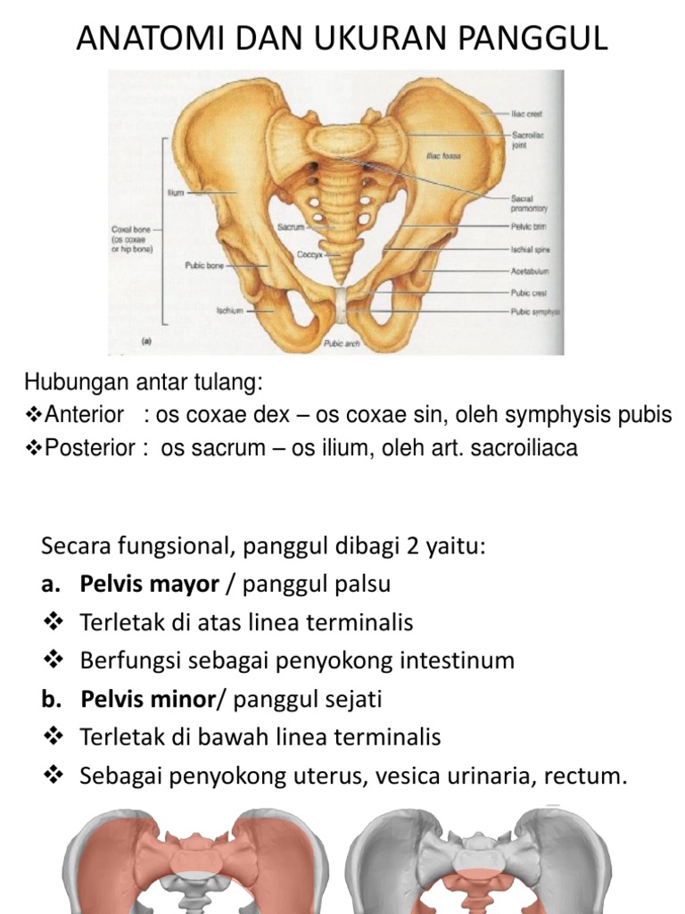 Anatomi Dan Ukuran Panggul | PDF