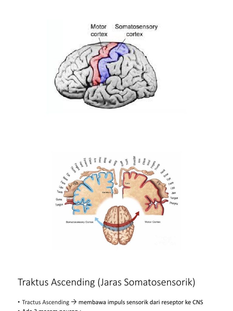 Fisiologi Jaras Sensorik Dan Motorik | PDF