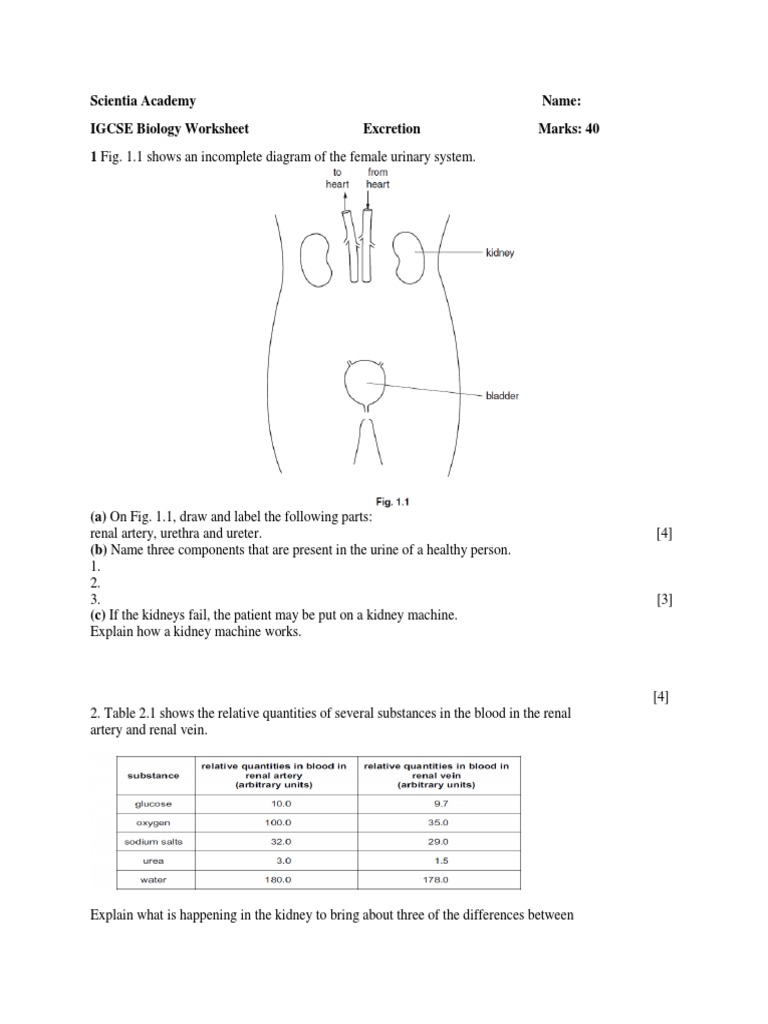 IGCSE Excretion Ws | PDF | Kidney | Urine
