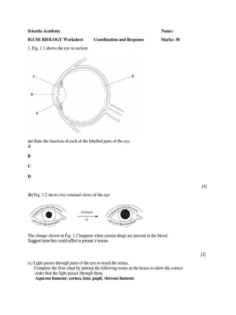 IGCSE Biology Worksheet - Coordination and Response | PDF | Eye | Auxin