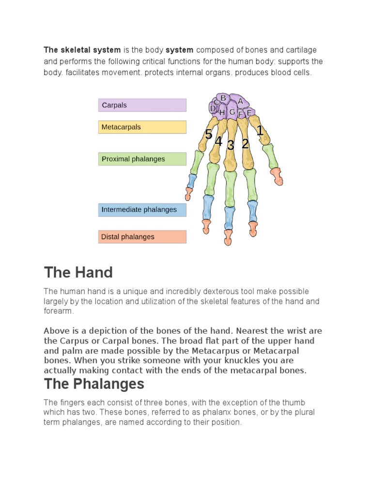 The Hand | PDF | Hand | Musculoskeletal System