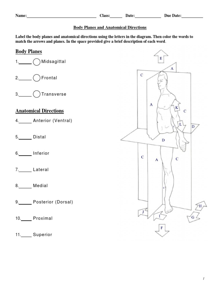 Planes Of The Body Worksheet