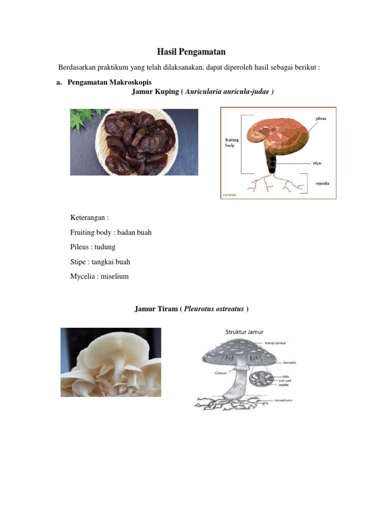 Hasil Pengamatan Jamur | PDF