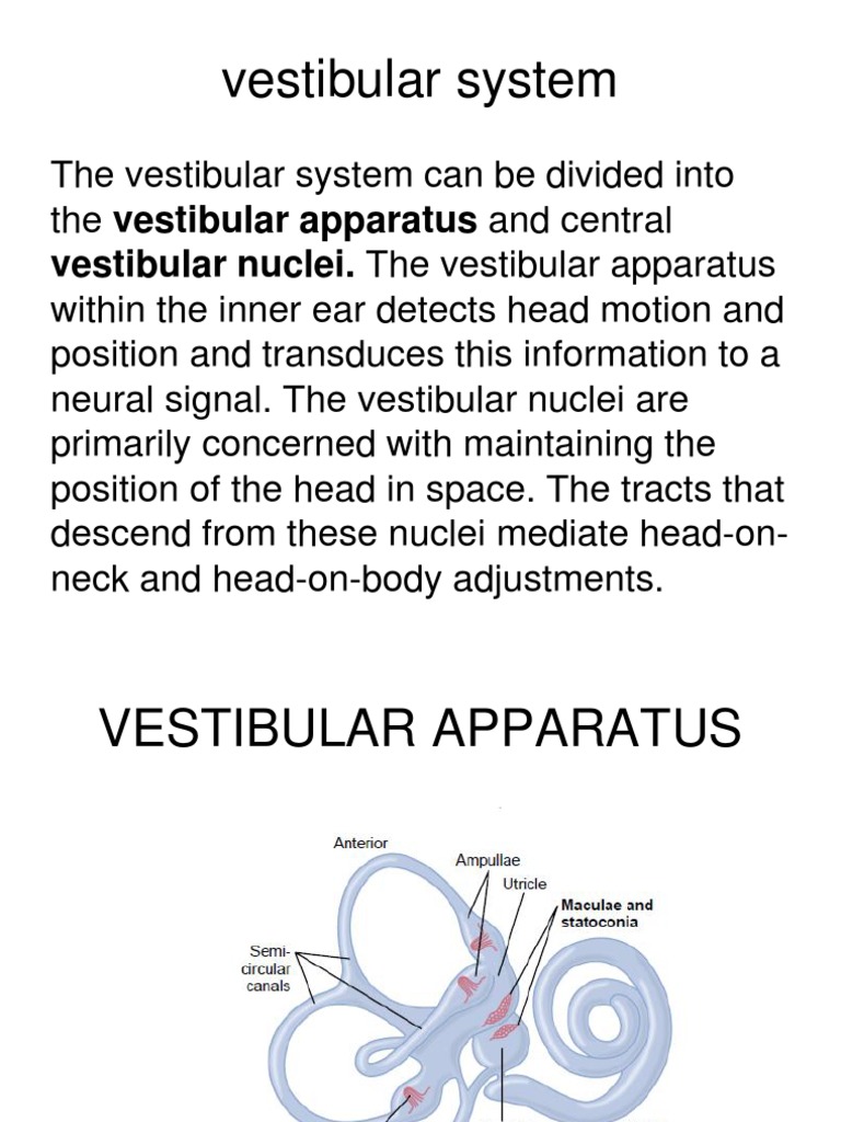 Vestibular Apparatus-2 | PDF | Vestibular System | Human Anatomy