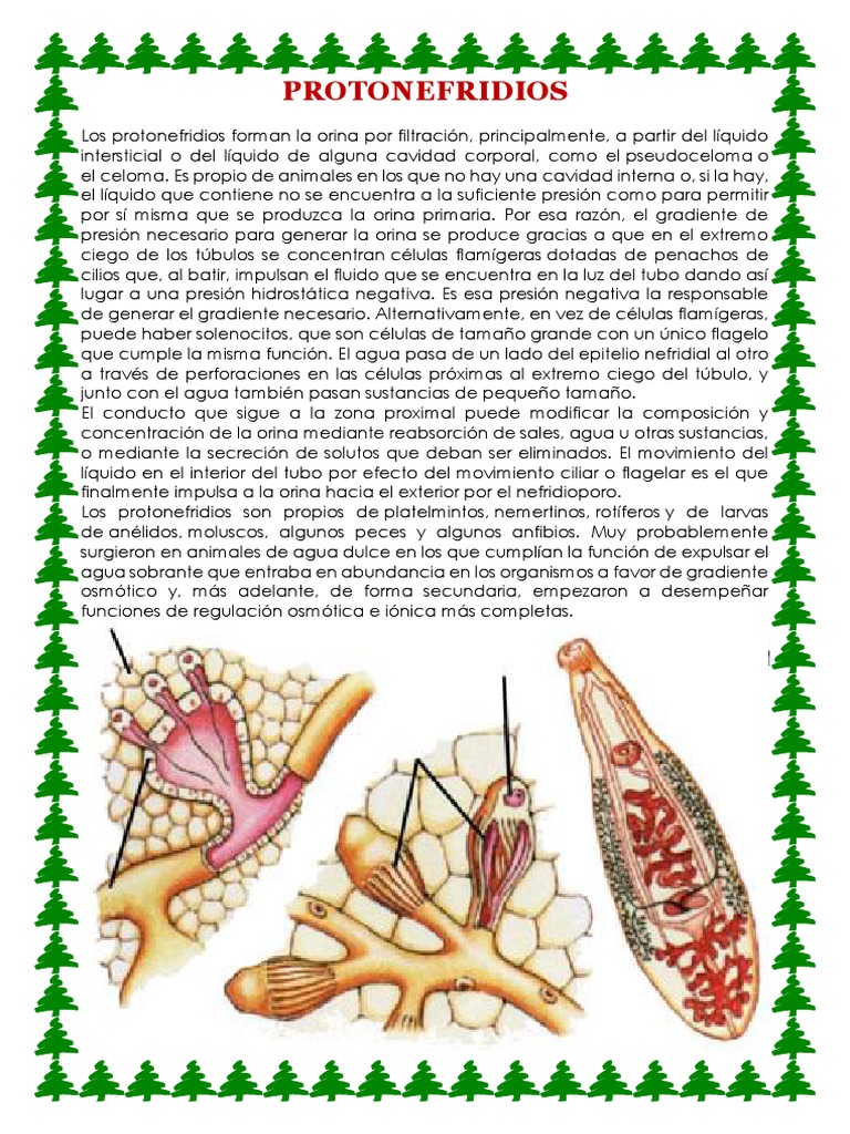 Protonefridios | PDF | Riñón | Sistema urinario