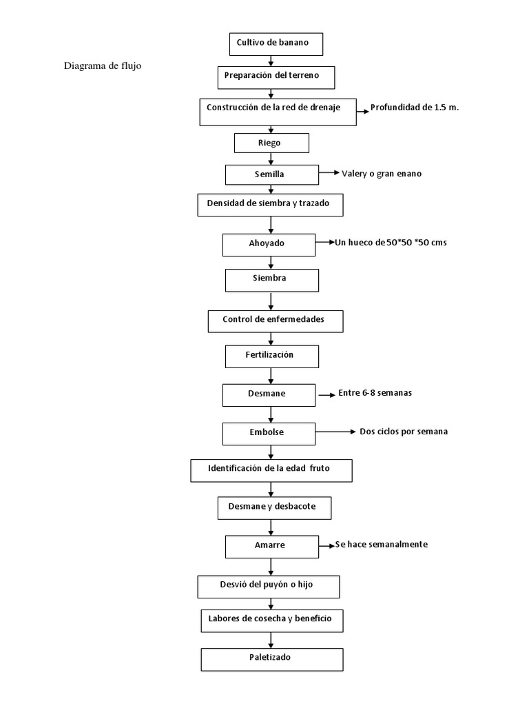 Proceso de Cultivo del Banano | PDF