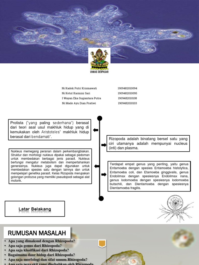 Klasifikasi dan Daur Hidup Rhizopoda | PDF