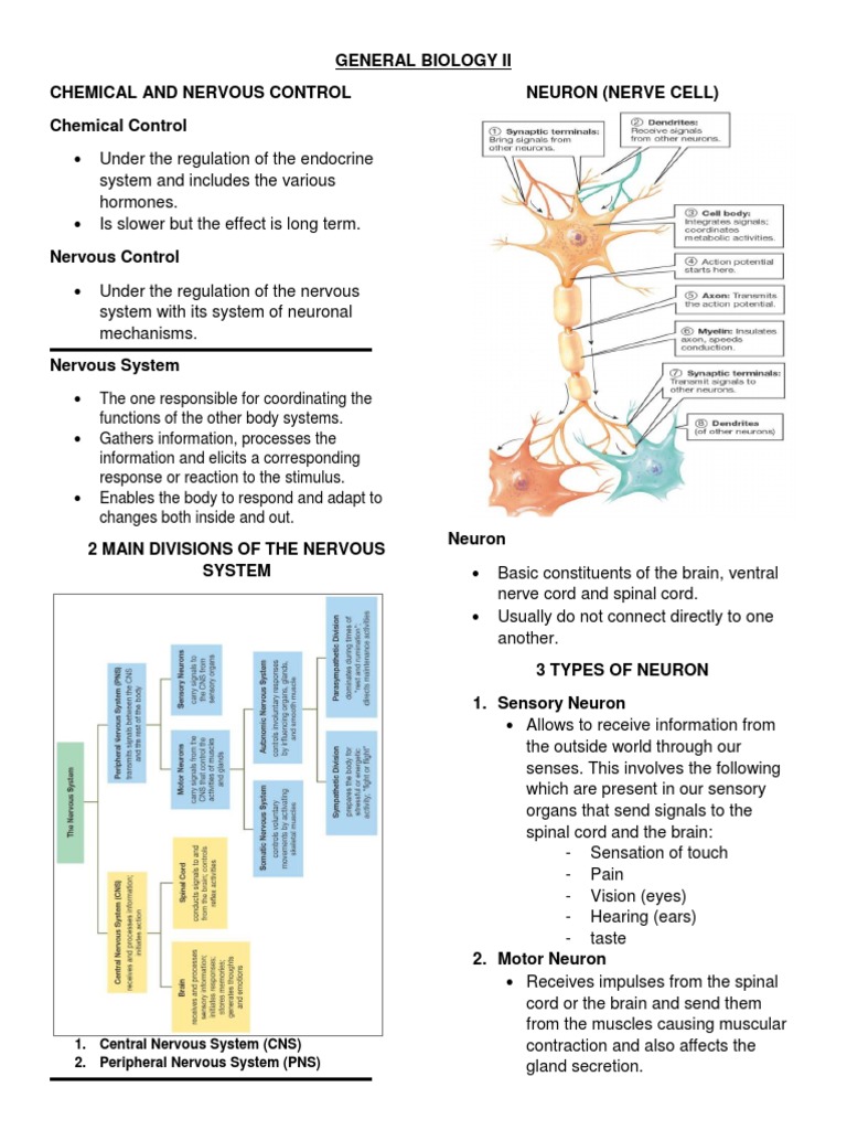 Biology Nervous System | PDF | Nervous System | Neuron