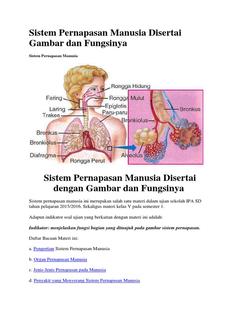 Sistem Pernapasan Manusia Disertai Gambar Dan Fungsinya | PDF ...