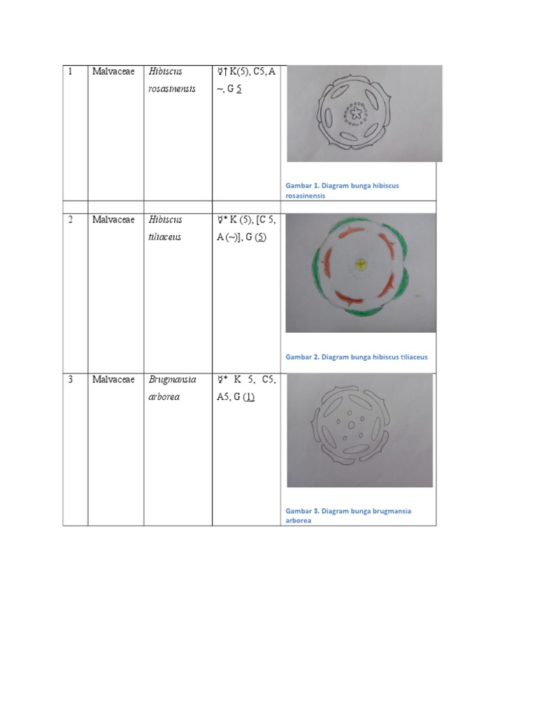 Diagram Bunga Dan Rumus Bunga Family Malvaceae | PDF