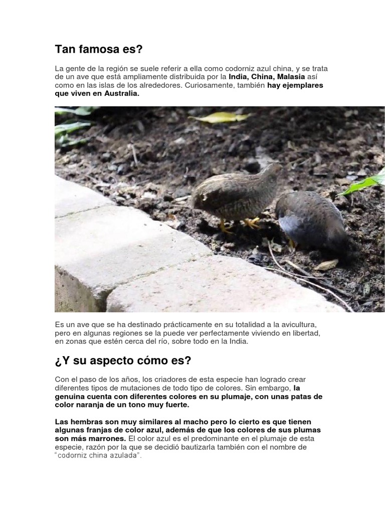 Codorniz China | PDF | Aves holarctic | Aves