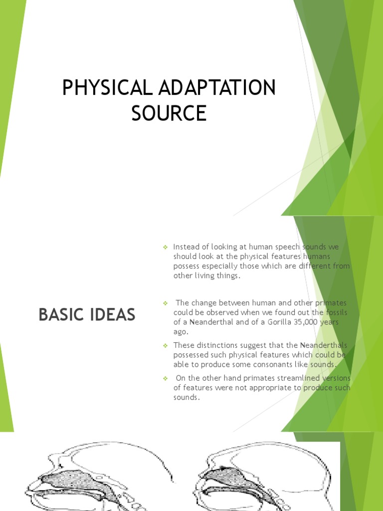 Human Physical Adaptations for Speech | PDF | Larynx | Human Anatomy