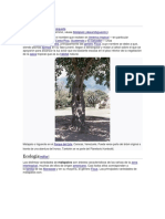 Matapalo Diapositivas | PDF | Arboles | Hoja