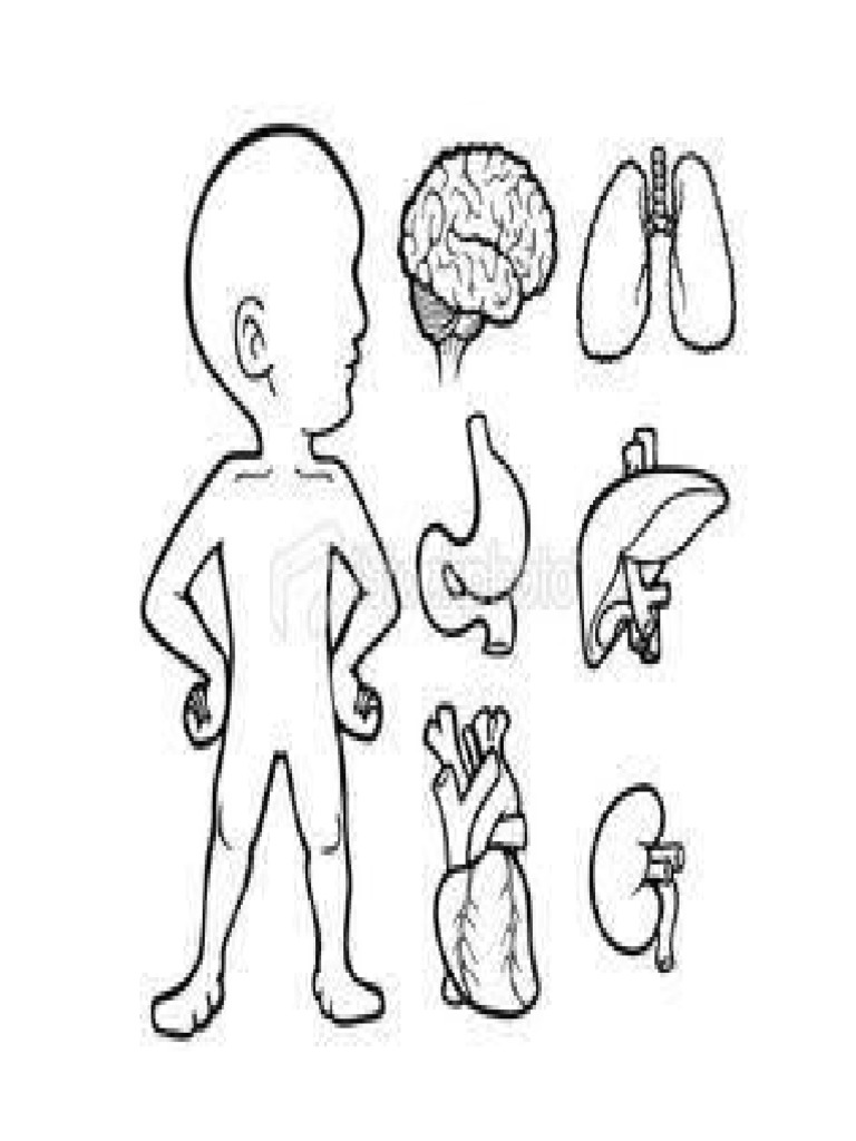 Colorear Organos Internos 26 | PDF