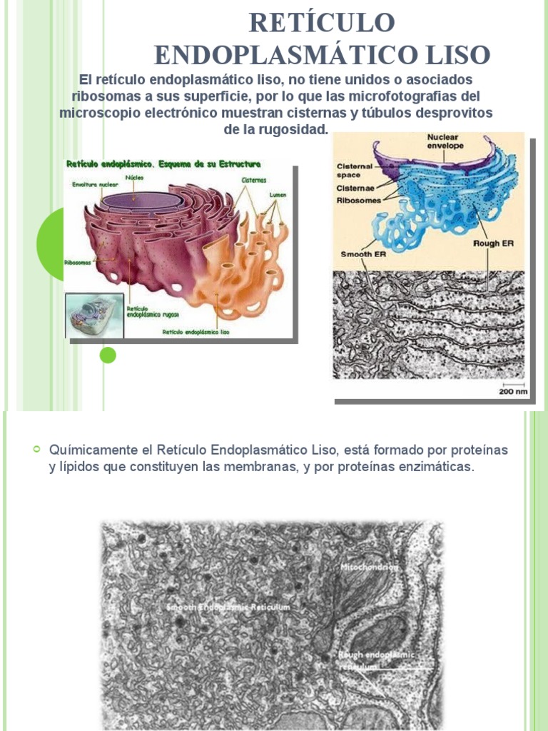 Retículo Endoplasmático Liso | PDF