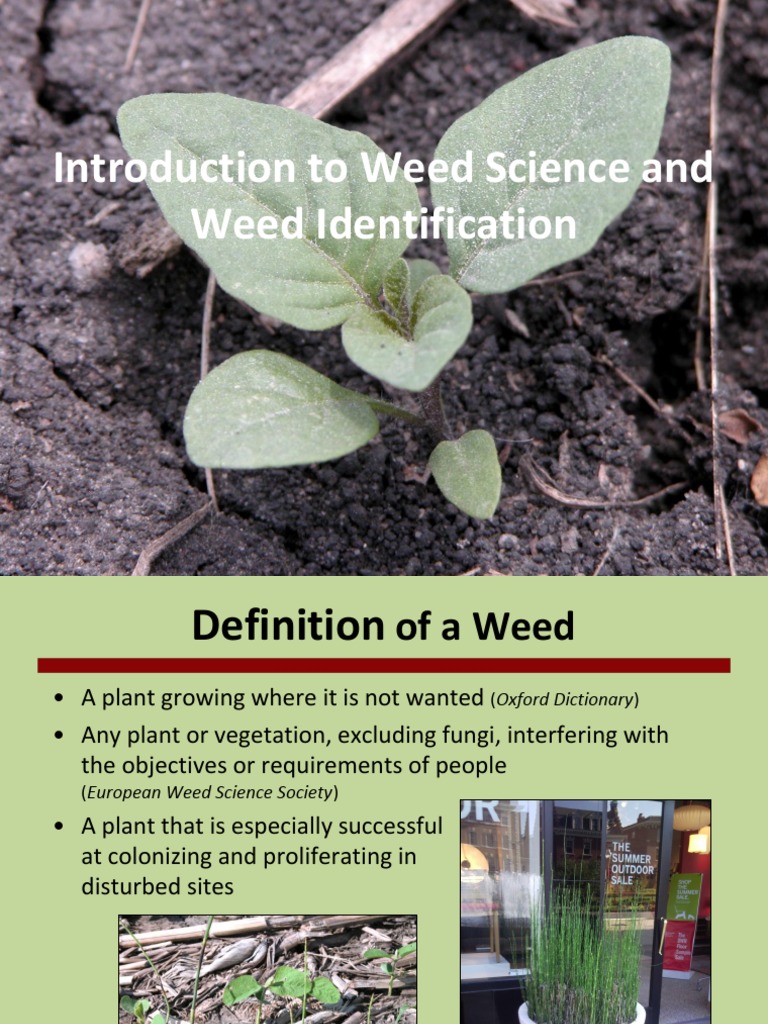 Introduction to Weed Science Basics | PDF | Weed | Seed