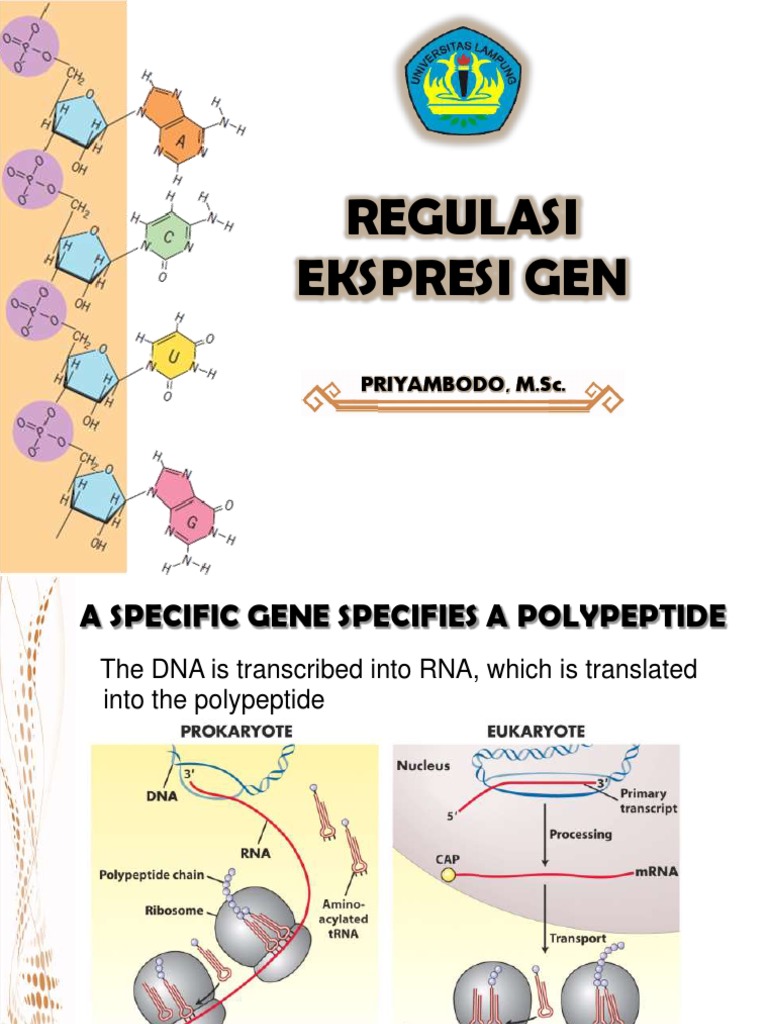 Regulasi Ekspresi Gen PDF | PDF