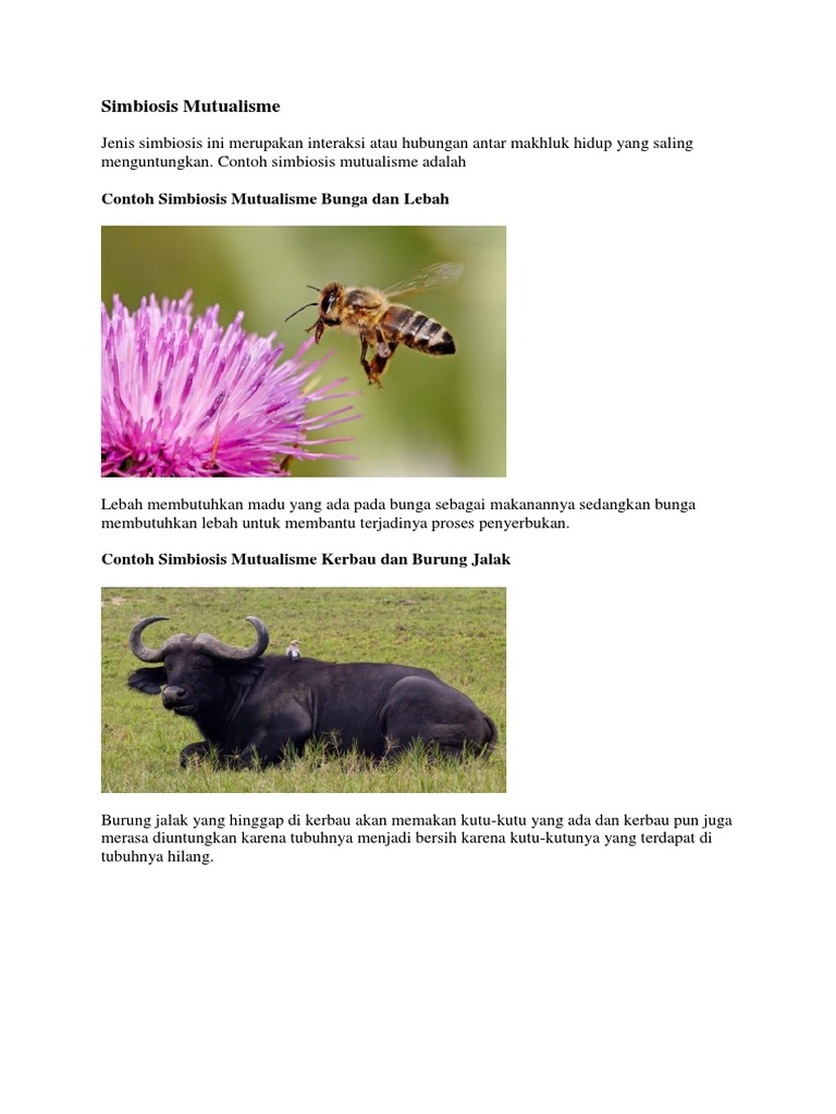 Simbiosis Mutualisme