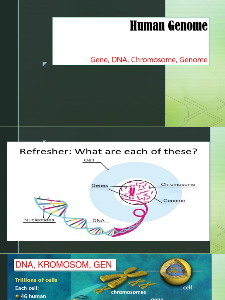 Human Genome | PDF