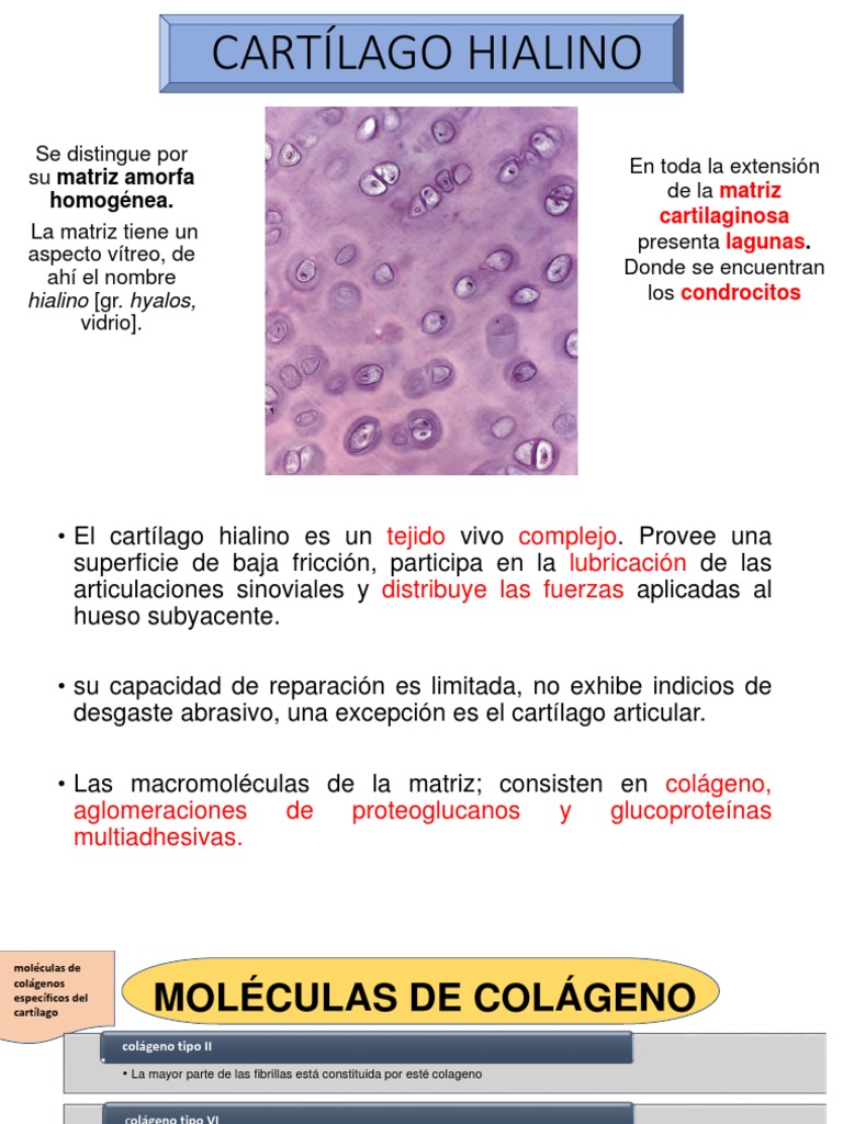 Cartílago Hialino | PDF | Cartílago | Biología Celular