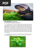 Bayam Duri (Amaranthus Spinosus L.) | PDF