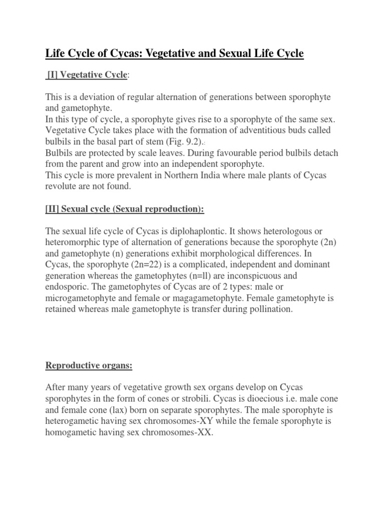 Life Cycle of Cycas | Download Free PDF | Seed | Anatomy