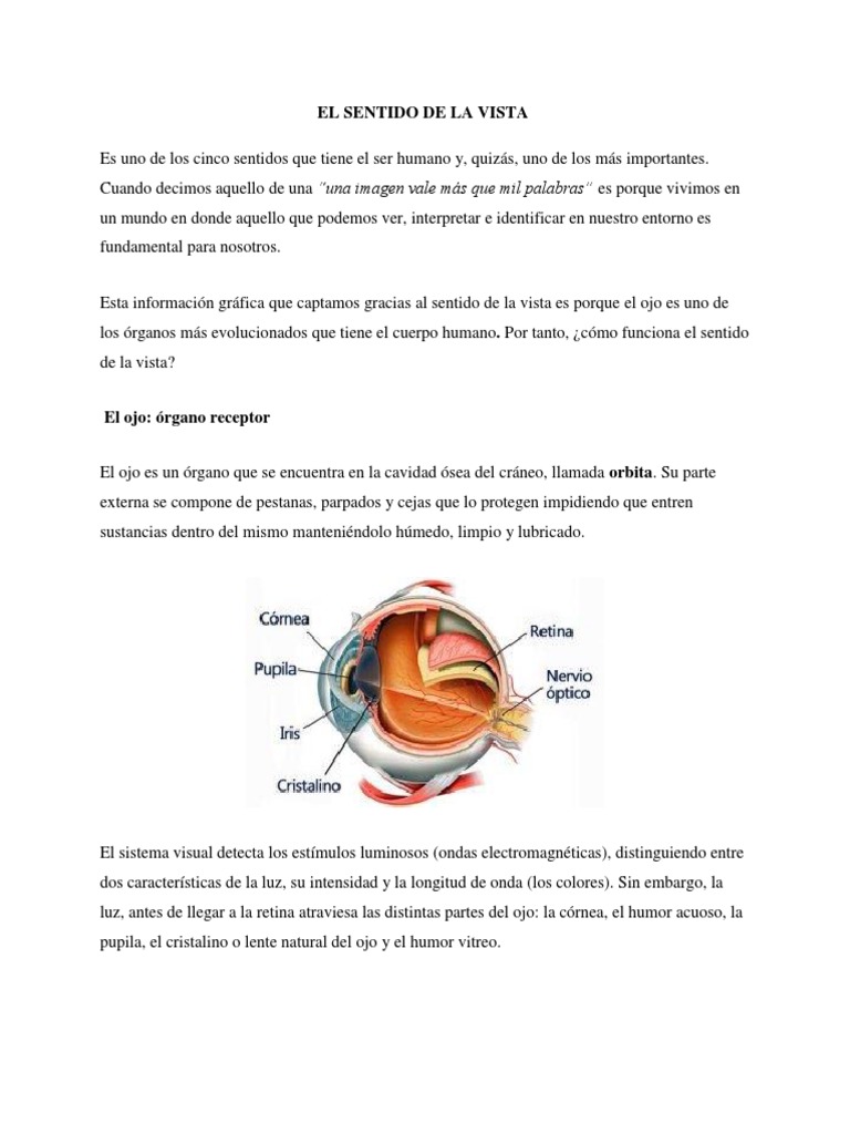 Wiki Sentido de La Vision | PDF | Ojo humano | Percepción visual