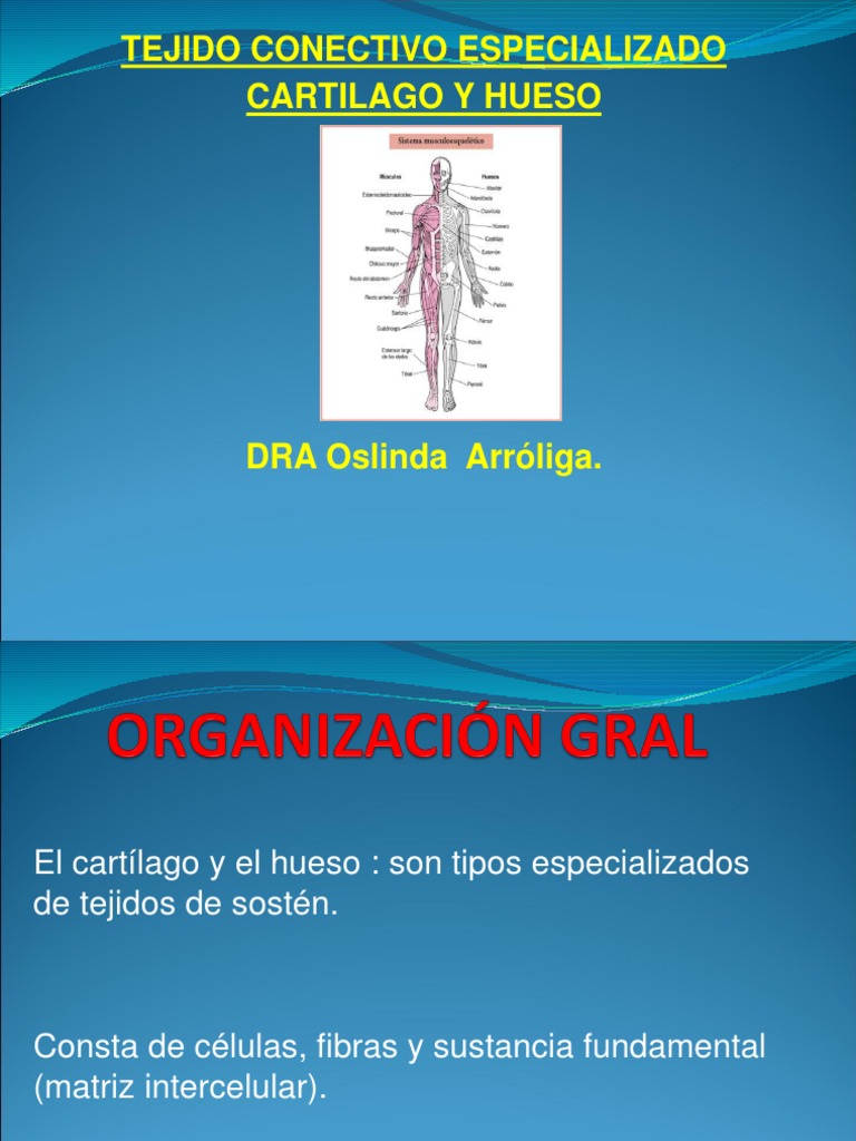 5-Tejido - Conectivo - Especializado - Hueso - y - Cartilago - PPT ... 5-Tejido - Conectivo - Especializado - Hueso - y - Cartilago - PPT ...