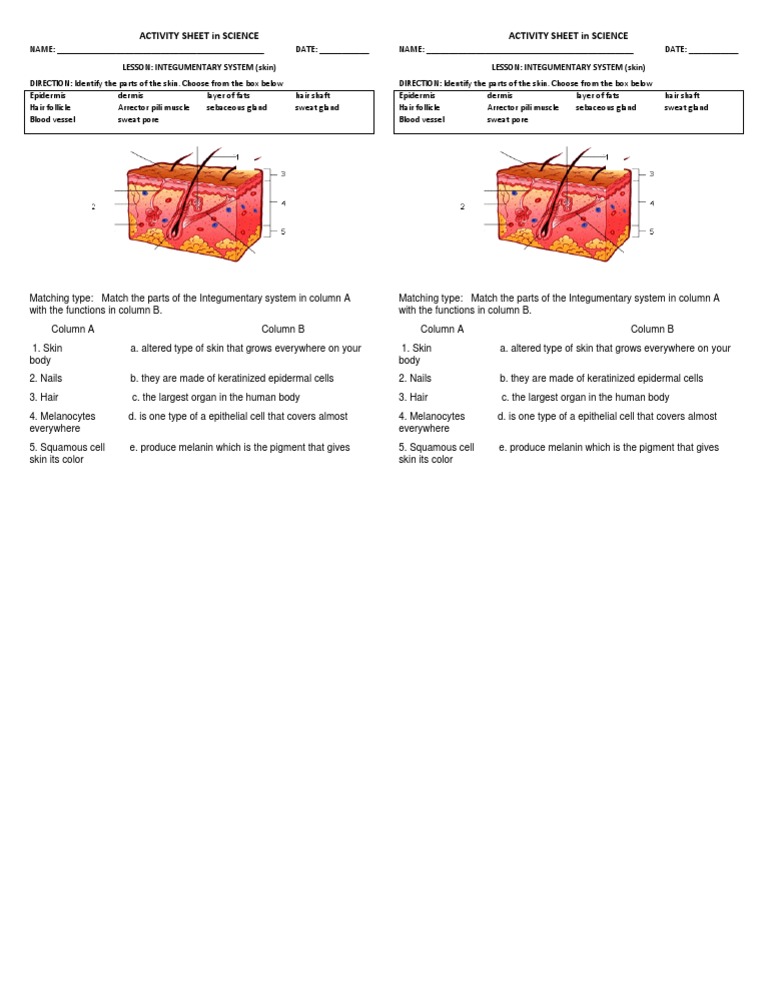 Activity Sheet in Science (Integumentary System) | PDF | Skin ...