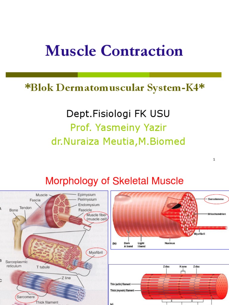 Muscle Contraction DMS | PDF | Muscle Contraction | Myocyte