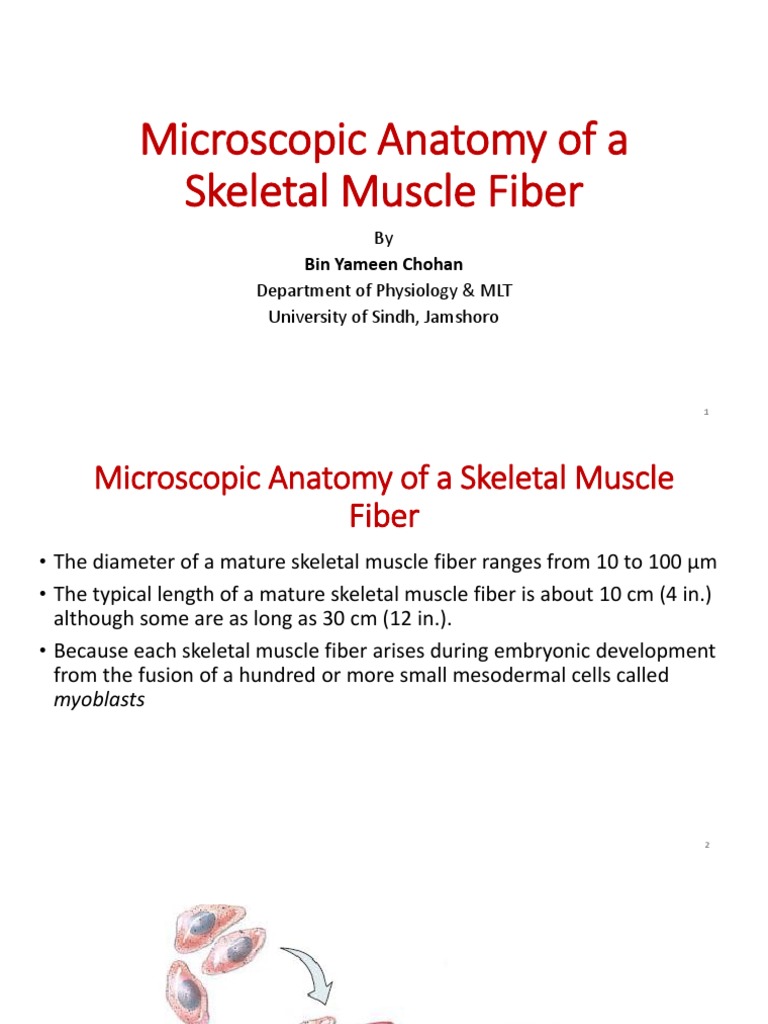 Microscopic Anatomy of A Skeletal Muscle Fiber | PDF | Myocyte | Muscle ...