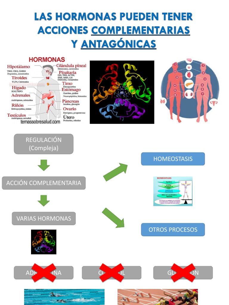 Las Hormonas Pueden Tener Acciones Complementarias y Antagónicas | PDF