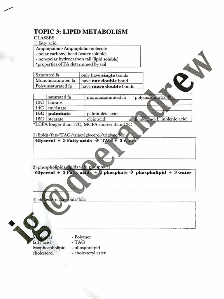 Lipid Metabolism Notes PDF | PDF | Lipid | Bile