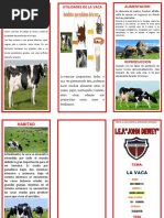 Ciclo de Vida de La Vaca | PDF | Vacas | Leche