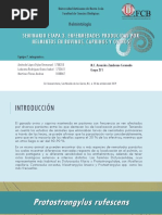 Morfología y ciclo de vida de Otobius megnini | PDF