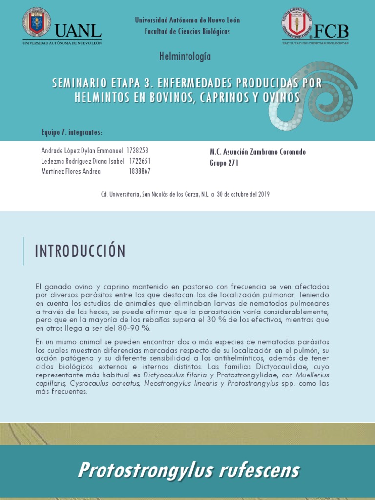EQ 7 Protostrongylus Rufescens y Muellerius Capillaris | Oveja | Nematodo