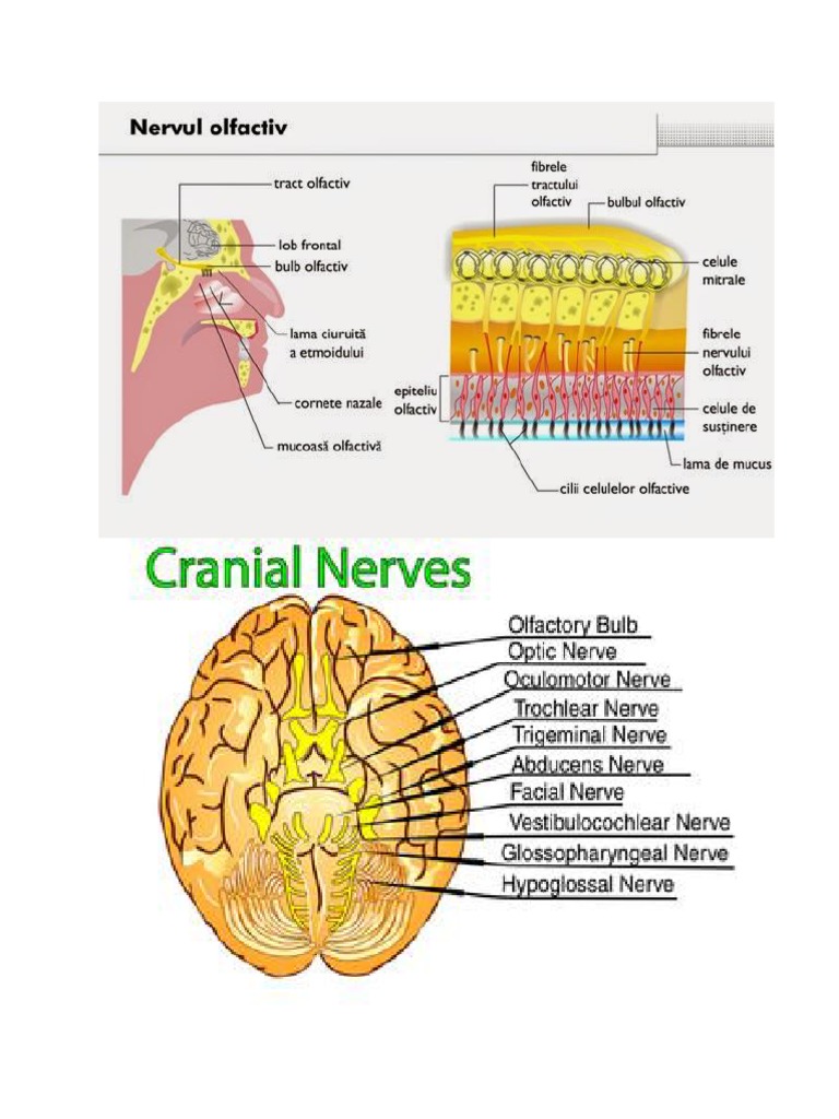 Nervul Olfactiv | PDF
