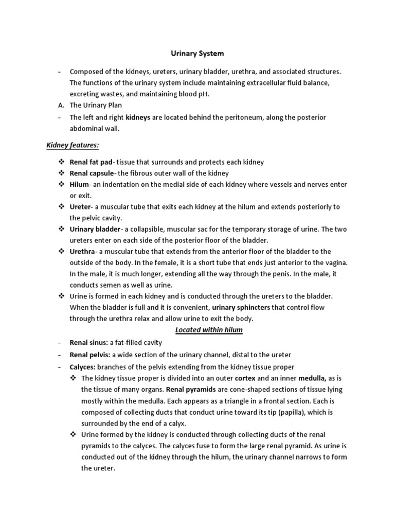 Urinary System Lab | PDF | Kidney | Urinary System