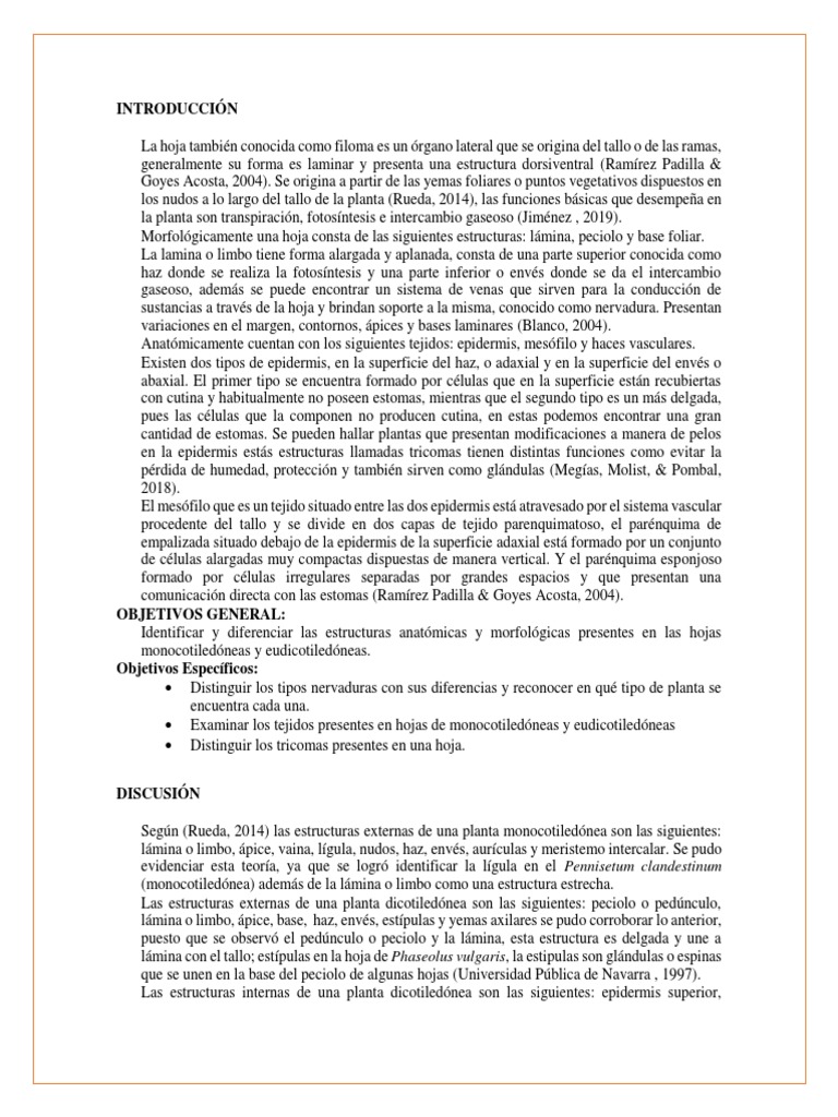Anatomia y Morfologia de La Hoja | PDF | Hoja | Tallo de la planta