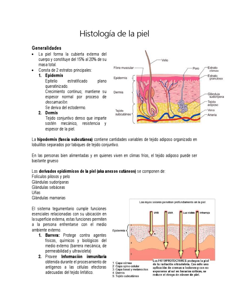 Histología de La Piel | PDF | Piel | Epidermis