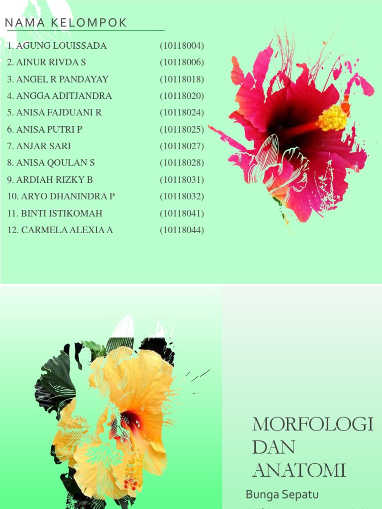 Morfologi Dan Anatomi Bunga Sepatu | PDF