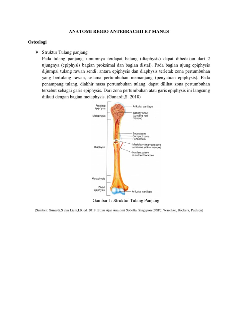 Anatomi & Fisiologi Regio Antebrachii Et Manus | PDF